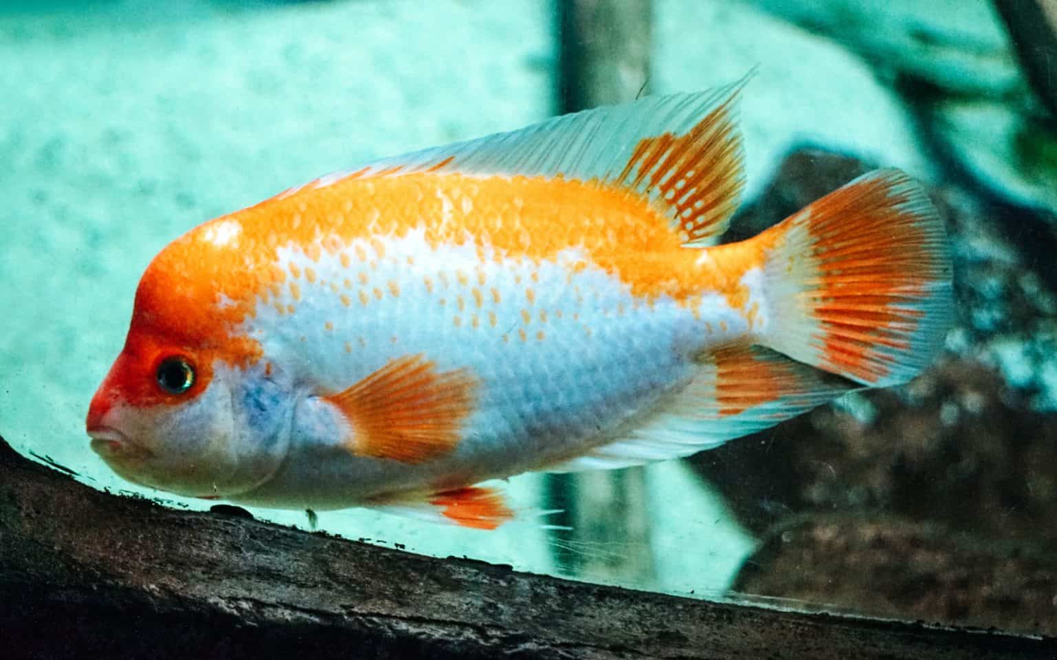 Acei Cichlid (Pseudotropheus Acei): Ultimate Care Guide - Fish Laboratory