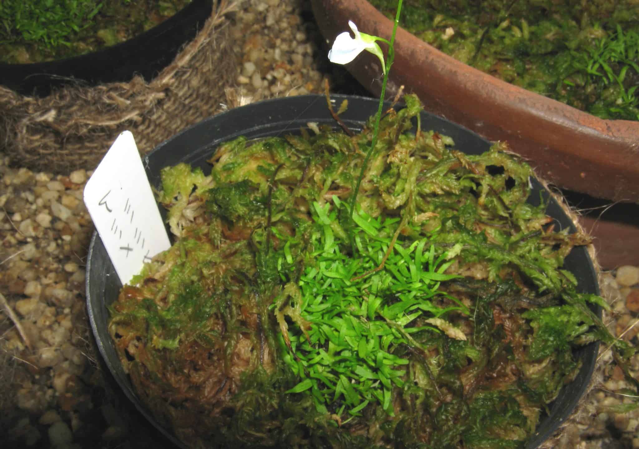 Utricularia Graminifolia (Grassleaf Bladderwort): Ultimate Care Guide ...