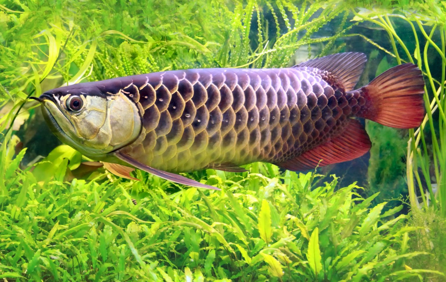 Arowana Fish | Ultimate Guide to Arowana Types & Price - Fish Laboratory