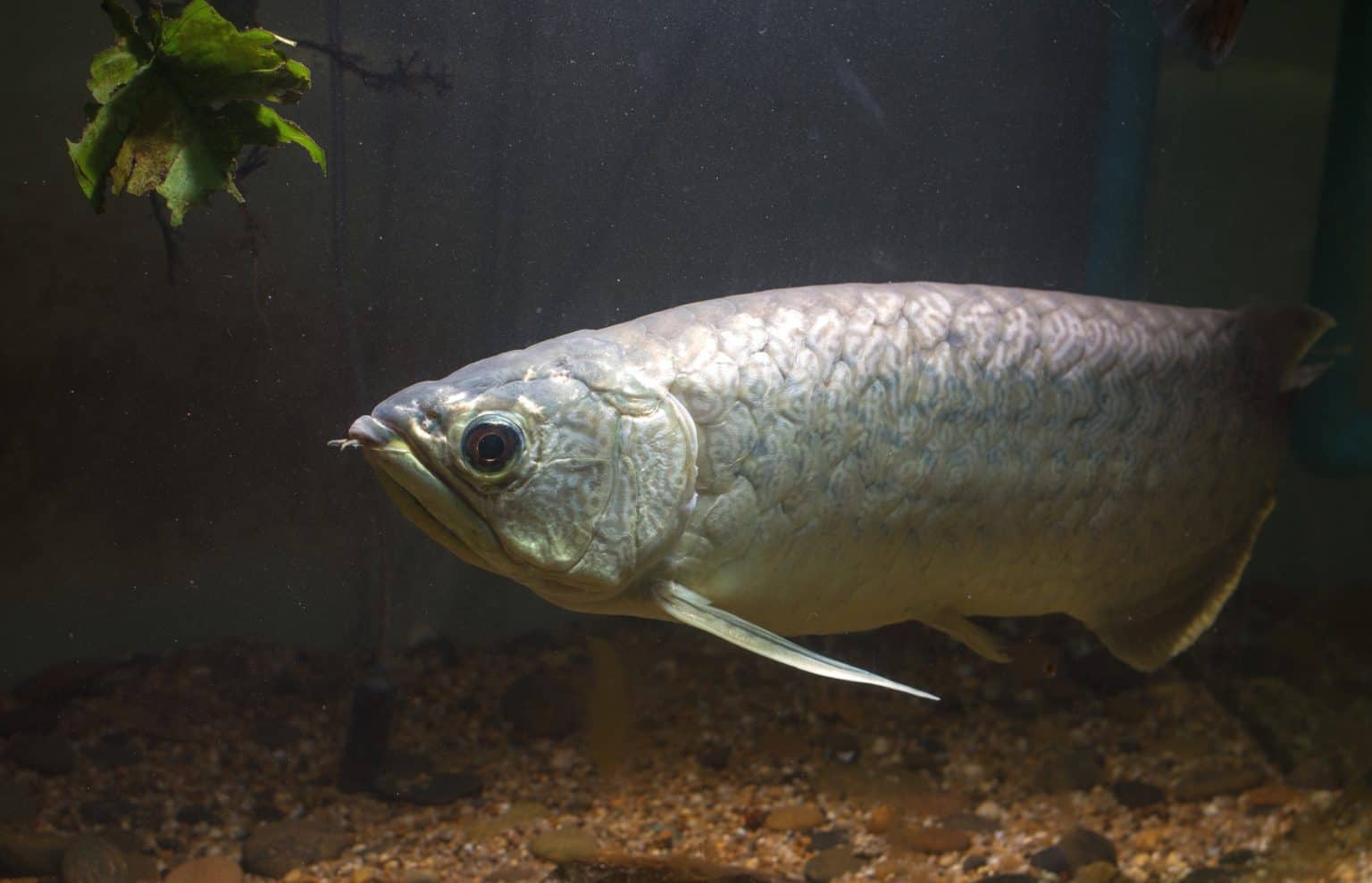 Arowana Fish | Ultimate Guide to Arowana Types & Price - Fish Laboratory