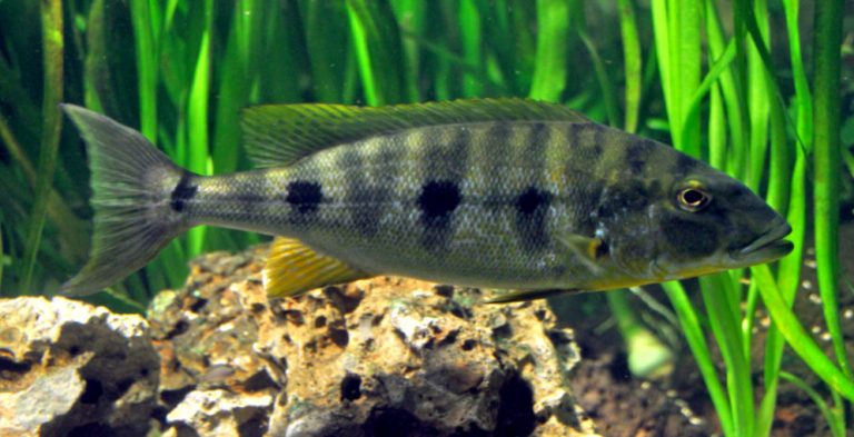 African Cichlid Guide | 21 Popular Types of African Cichlids - Fish ...