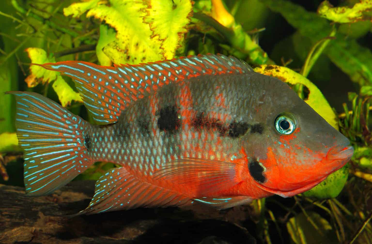 Marble Goby (Oxyeleotris Marmoratus): Ultimate Care Guide - Fish Laboratory