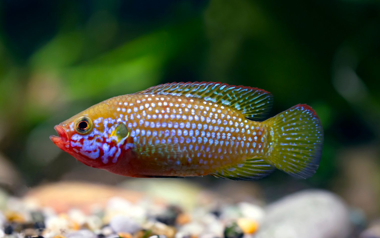 African Cichlid Guide | 21 Popular Types of African Cichlids - Fish ...
