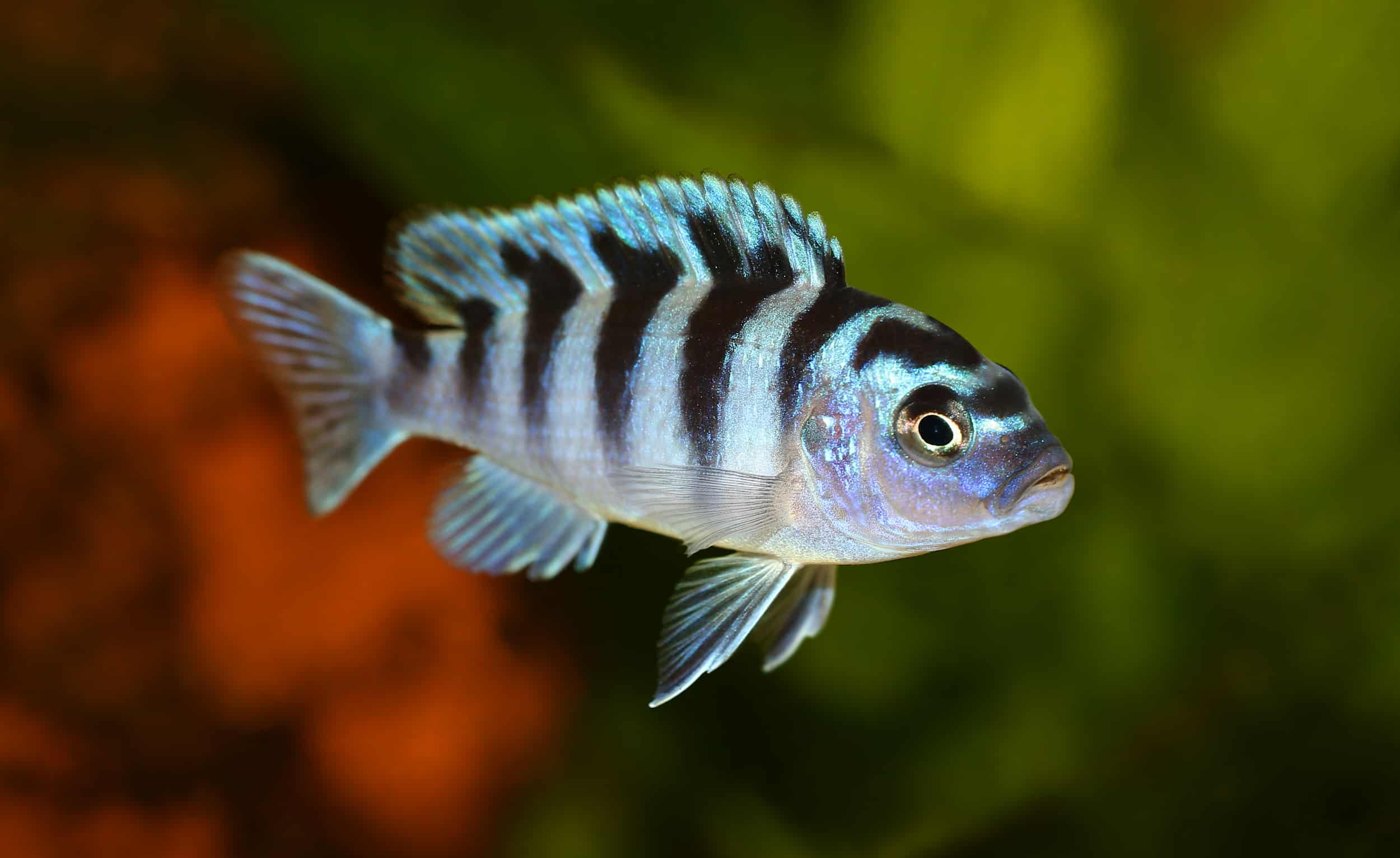 Demasoni Cichlid Male Female