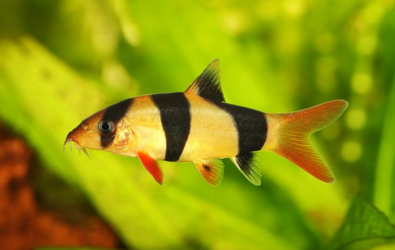 Loach Types, Size, & Care: The Ultimate Guide - Fish Laboratory