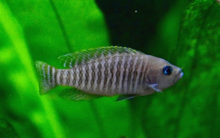 African Cichlid Guide | 21 Popular Types of African Cichlids - Fish ...