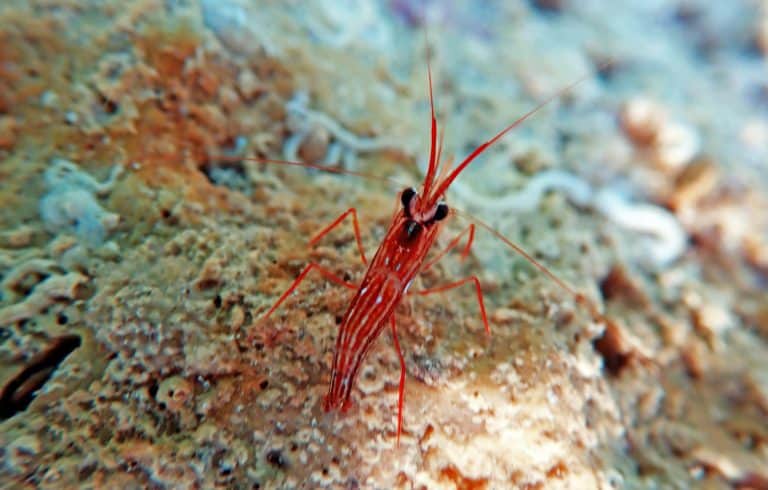 Peppermint Shrimp (Lysmata wurdemanni) Ultimate Care Guide - Fish ...