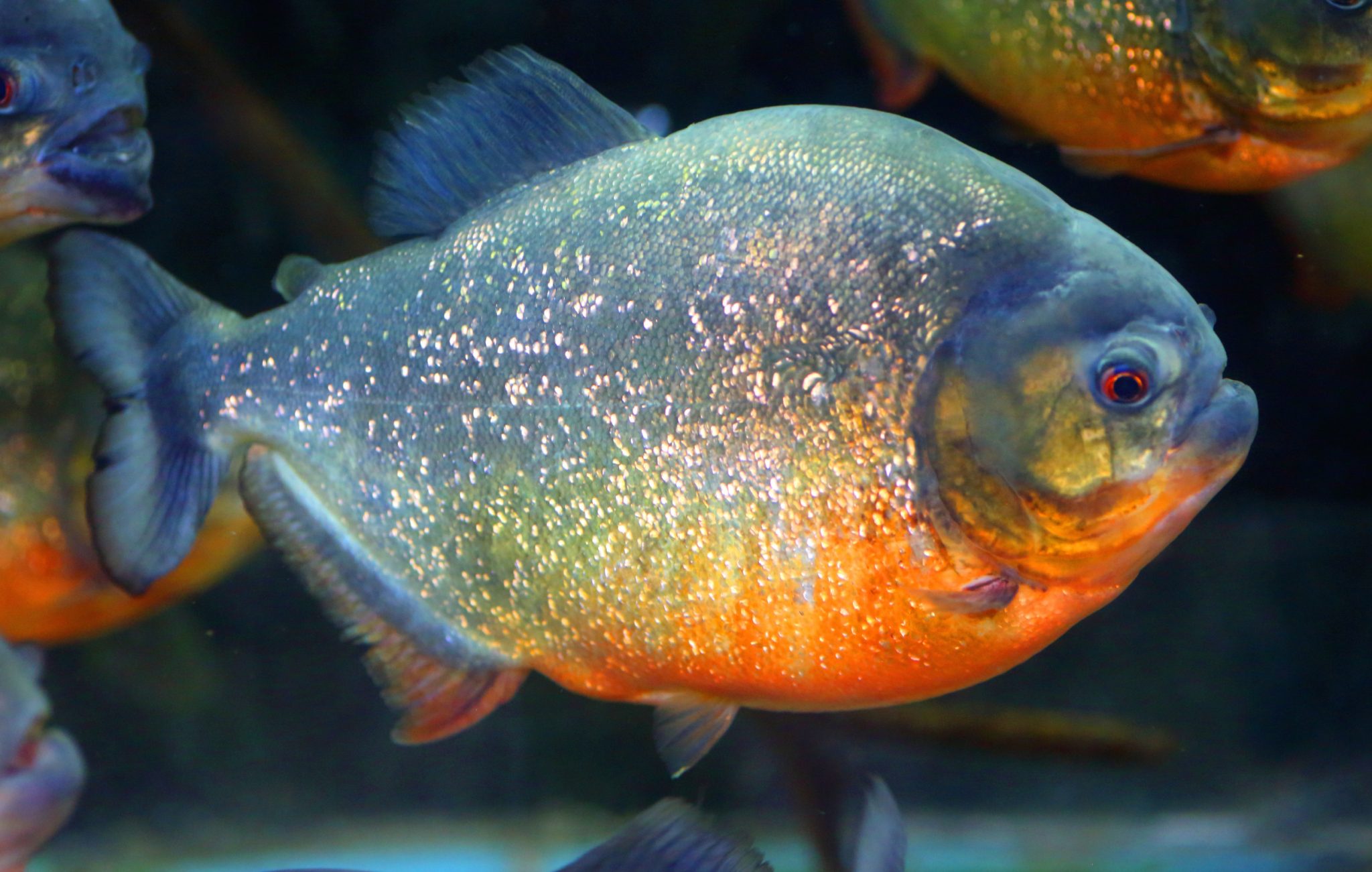 Red Belly Pacu (Piaractus Brachypomus): Ultimate Care Guide - Fish ...