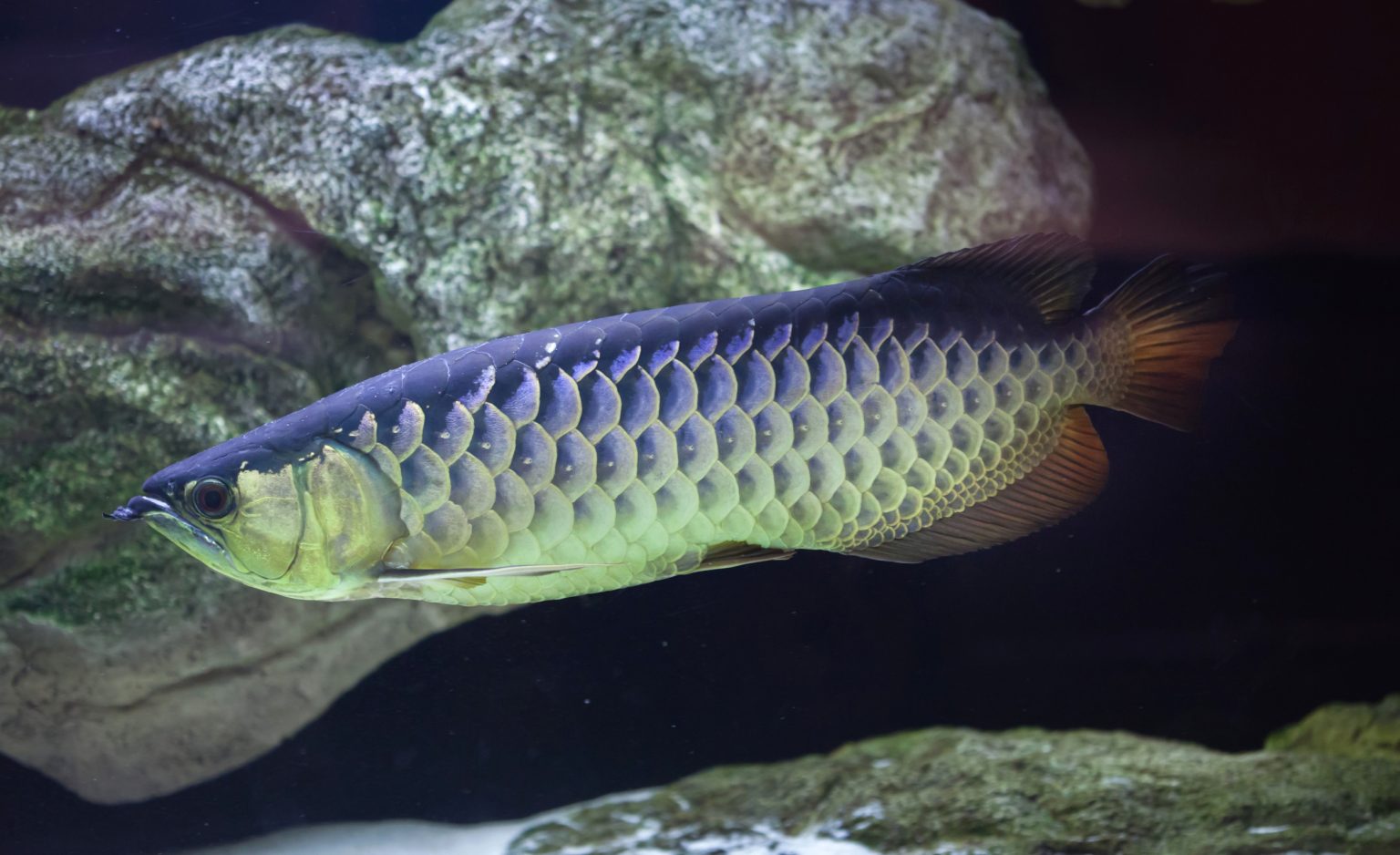 Arowana Fish | Ultimate Guide to Arowana Types & Price - Fish Laboratory