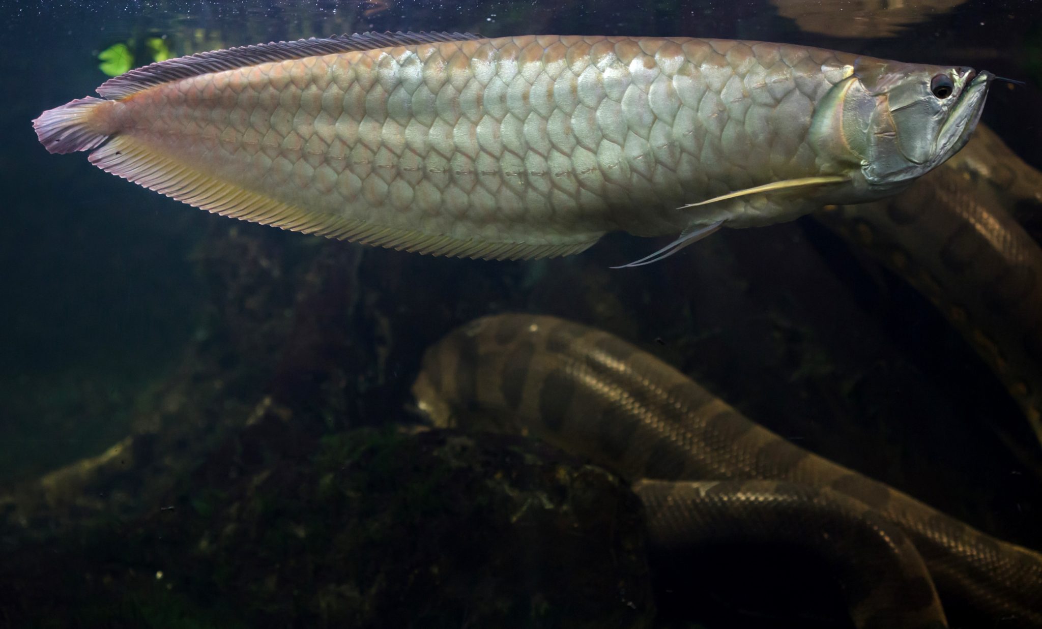 Silver Arowana (Osteoglossum Bicirrhosum): Ultimate Care Guide - Fish ...