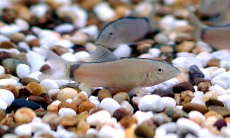 Loach Types, Size, & Care: The Ultimate Guide - Fish Laboratory