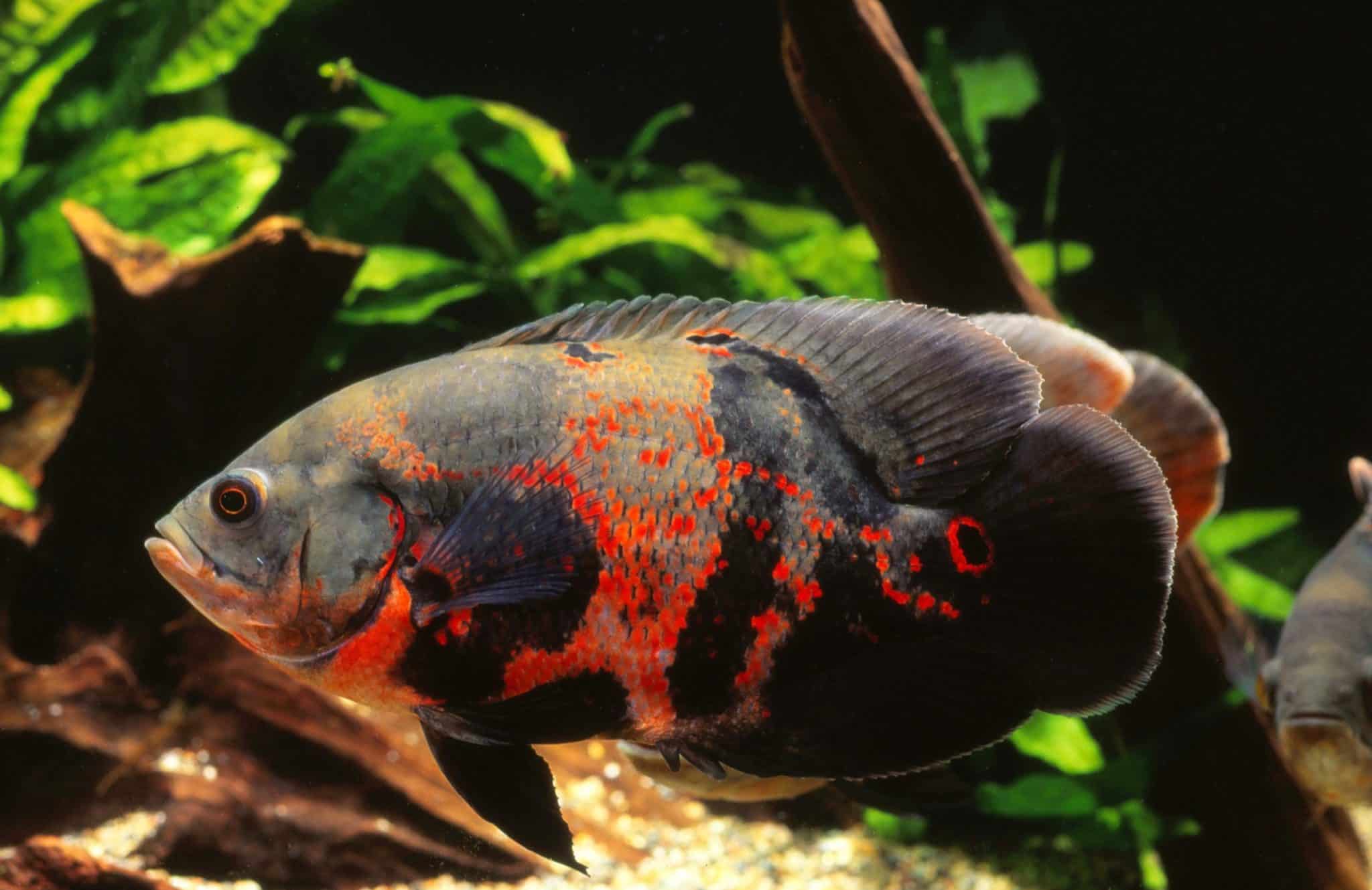South American Cichlid Species List (Top 12) - Fish Laboratory