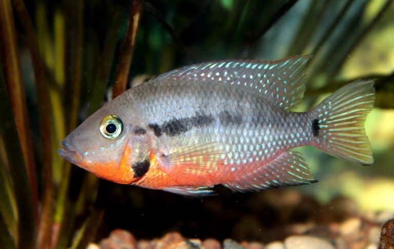 Firemouth Cichlid (Thorichthys meeki): Ultimate Care Guide - Fish ...