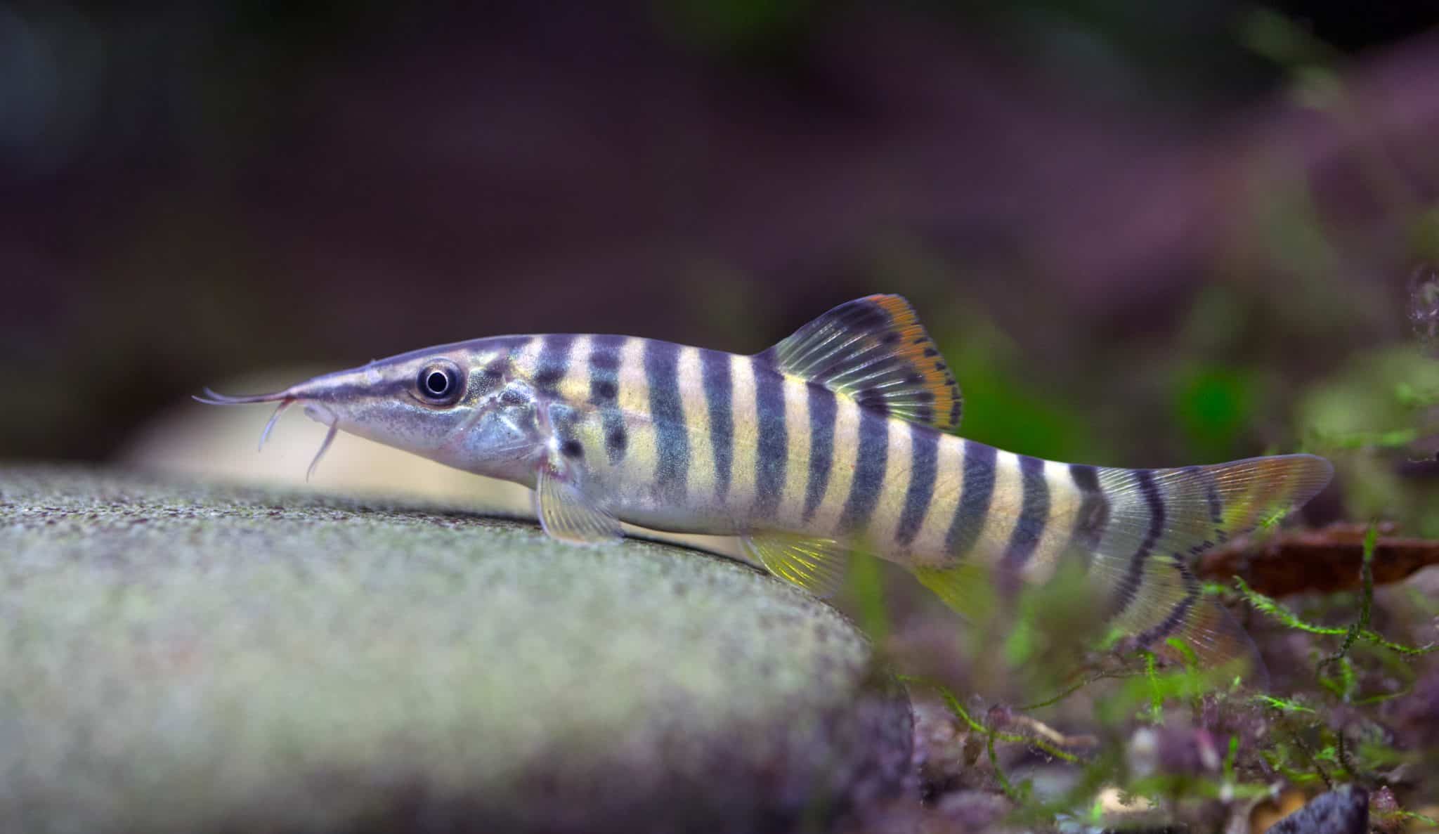 Loach Types, Size, & Care: The Ultimate Guide - Fish Laboratory