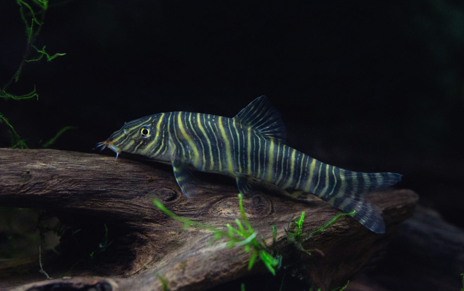 Loach Types, Size, & Care: The Ultimate Guide - Fish Laboratory