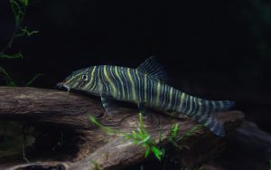 Loach Types, Size, & Care: The Ultimate Guide - Fish Laboratory