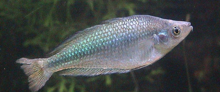Australian Rainbow Fish (Melanotaenia fluviatilis): Ultimate Care Guide ...