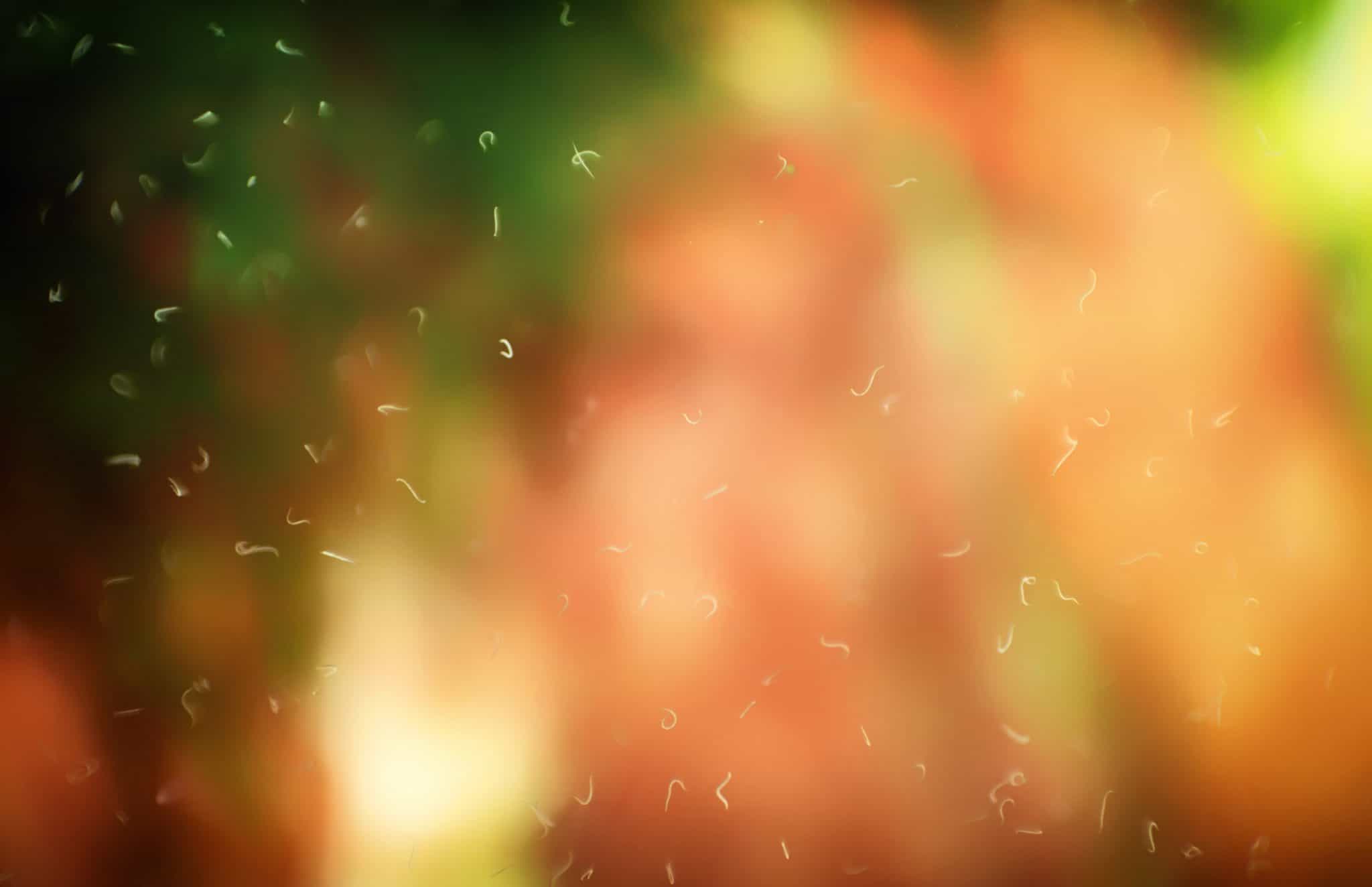 Grindal Worm Culture (Enchytraeus buchholzi) | Live Fish Food