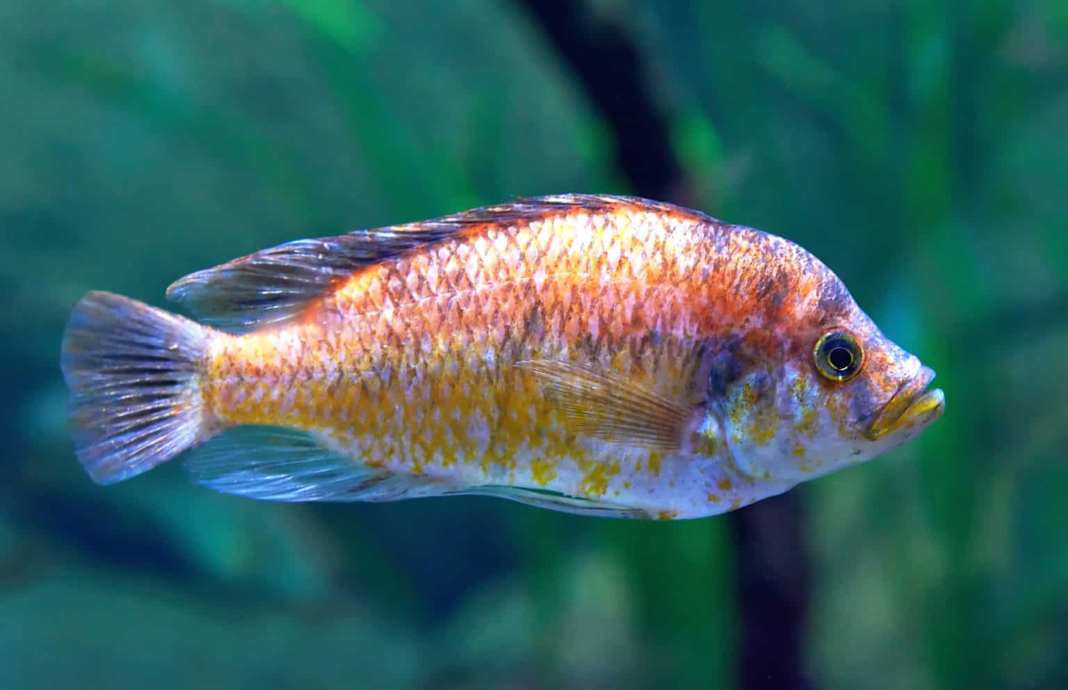 Cichlid Fish: Ultimate Guide to Types of Cichlids - Fish Laboratory