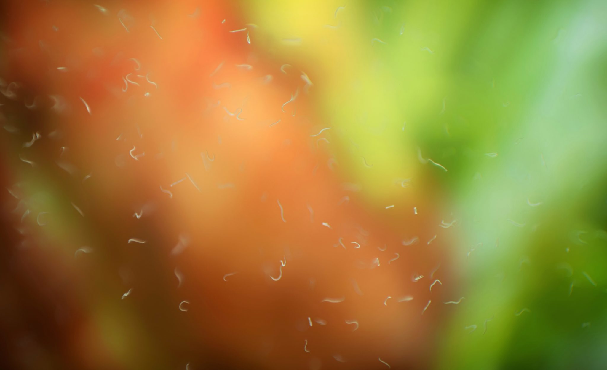 Microworms Culture as Live Fish Food: The Ultimate Guide - Fish Laboratory