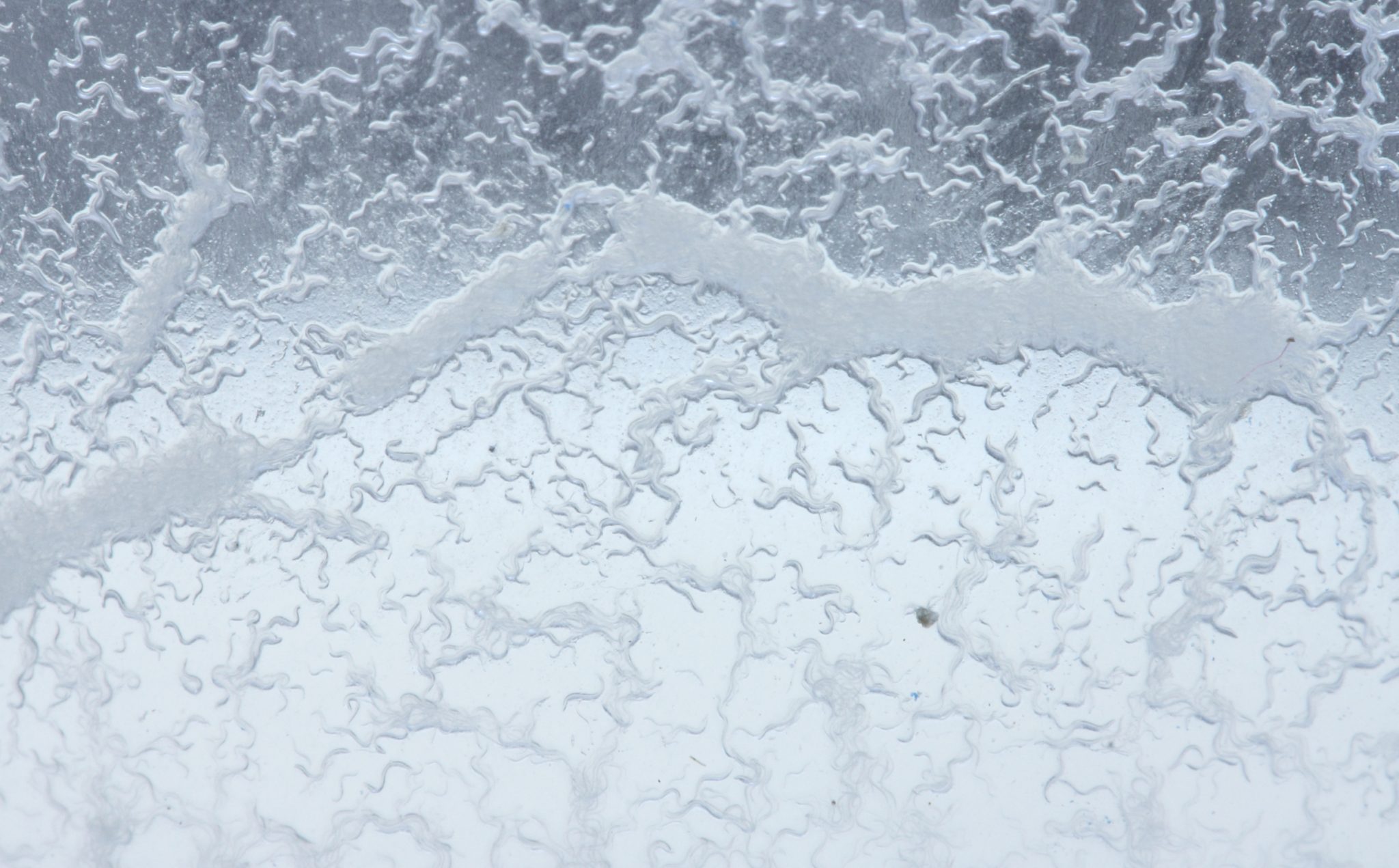 Microworms Culture as Live Fish Food: The Ultimate Guide - Fish Laboratory