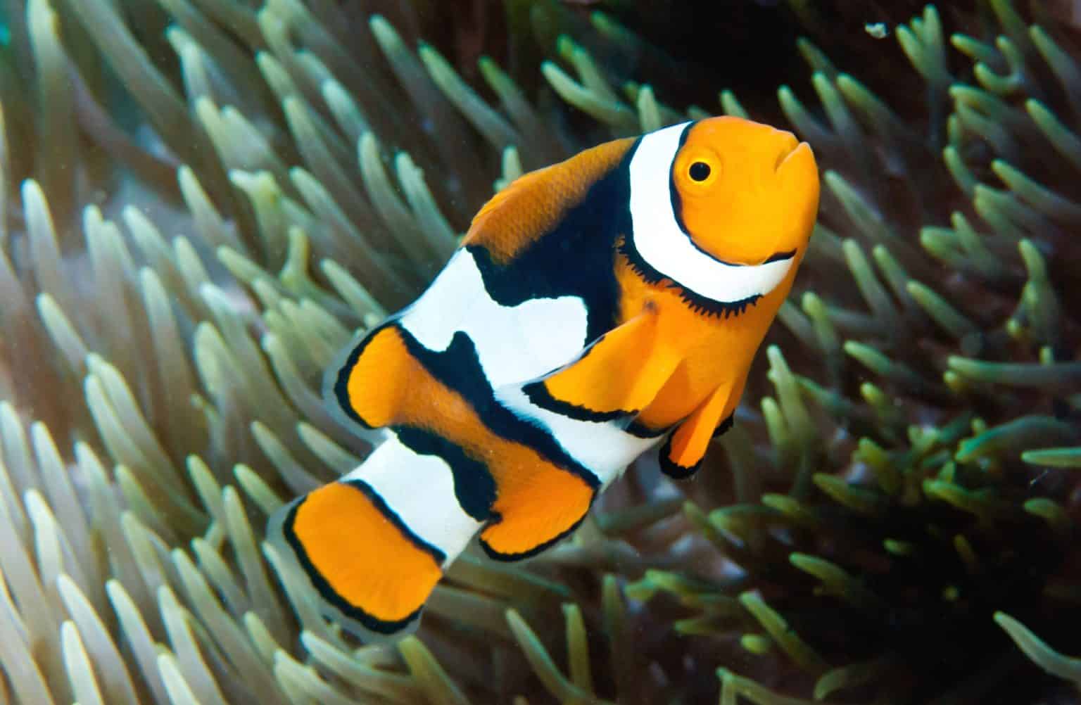 Pink Skunk Clownfish - Fish Laboratory
