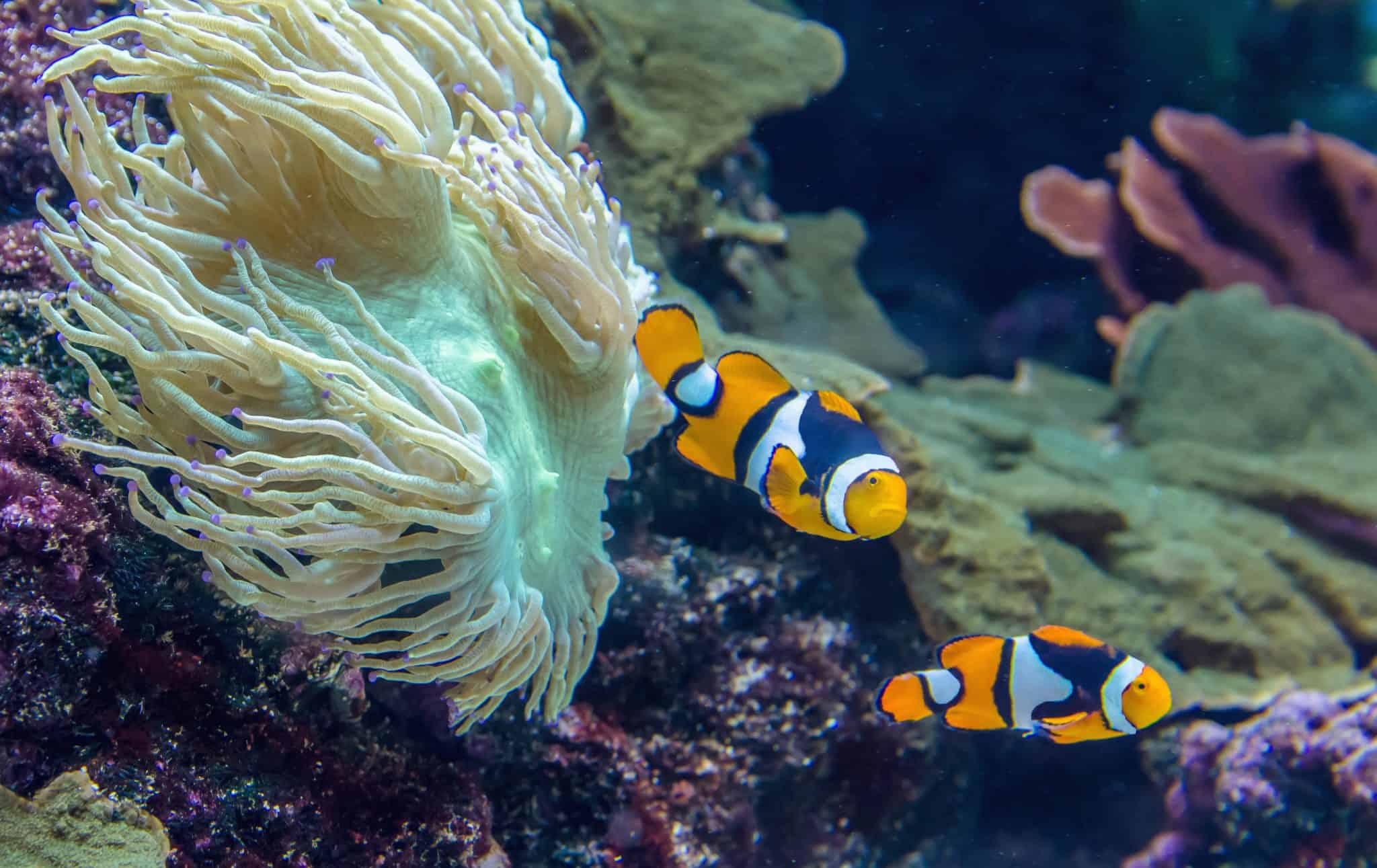 Percula Clownfish (Amphiprion percula): Ultimate Care Guide - Fish ...