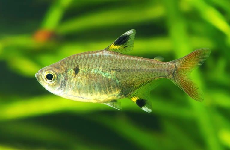 Bucktooth Tetra (Exodon Paradoxus): Ultimate Care Guide
