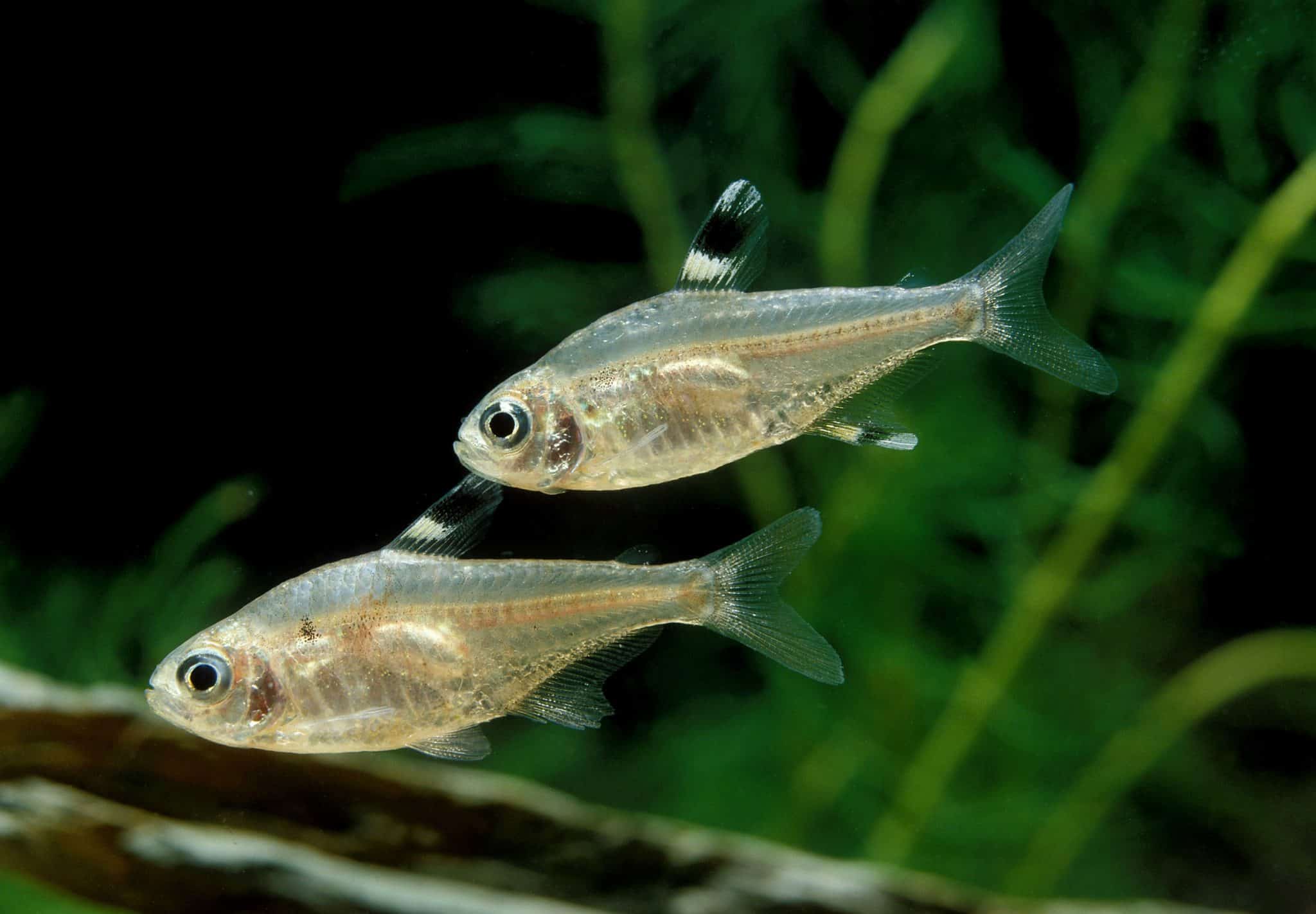 X-Ray Tetra (Pristella maxillaris): Ultimate Care Guide - Fish Laboratory