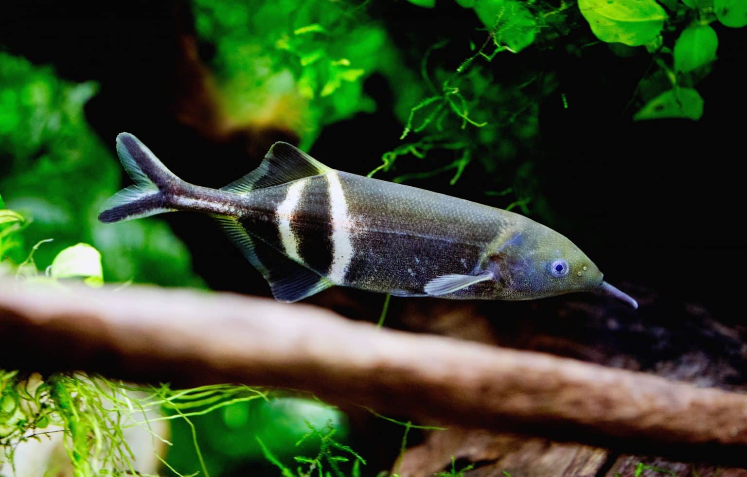 Loach Types, Size, & Care: The Ultimate Guide - Fish Laboratory