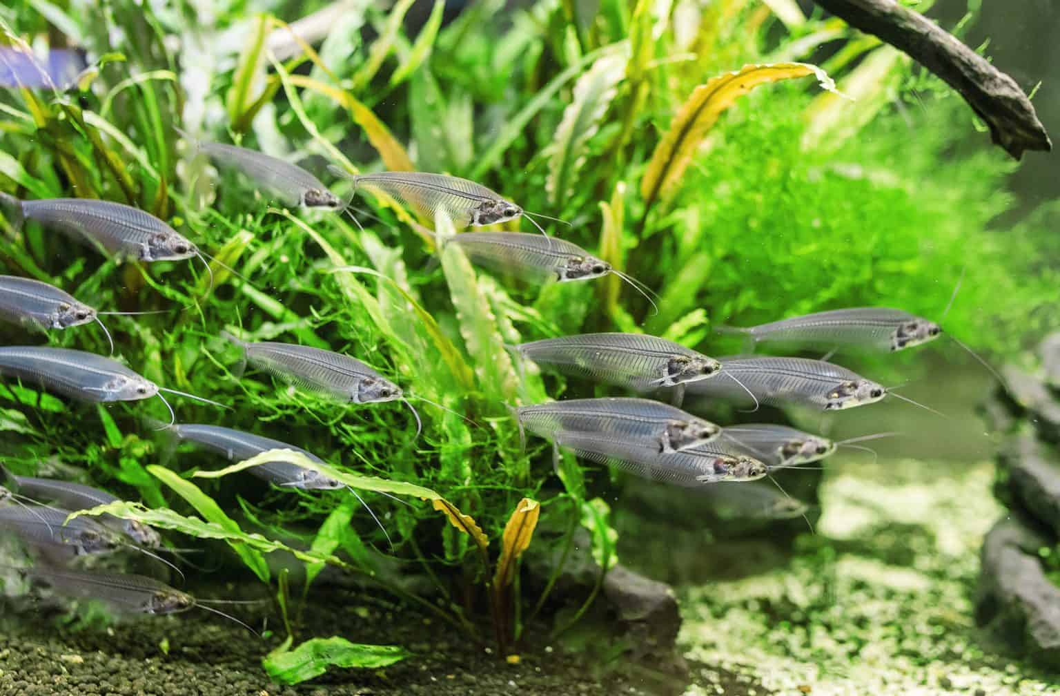 Glass Catfish (Kryptopterus vitreolus): Ultimate Care Guide - Fish ...