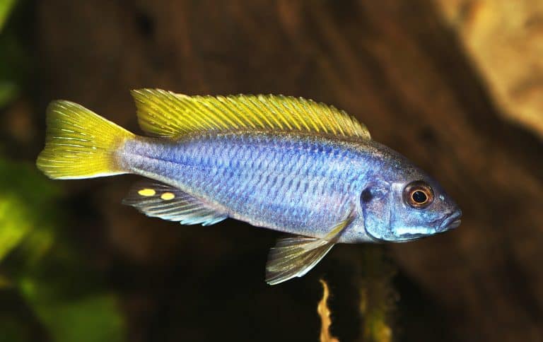Acei Cichlid (Pseudotropheus Acei): Ultimate Care Guide - Fish Laboratory
