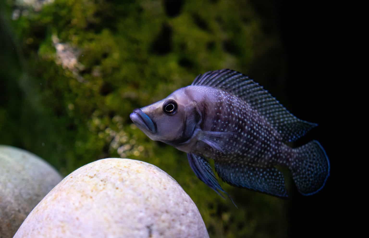 Calvus Cichlid (Altolamprologus calvus): Ultimate Care Guide - Fish ...