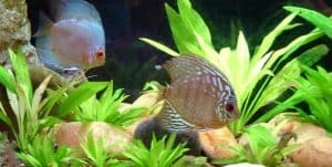 Amazon Sword Plant (Echinodorus grisebachii): Ultimate Care Guide ...