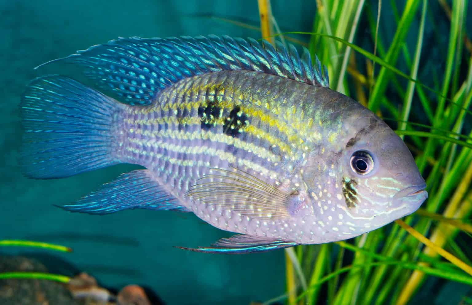 Blue Acara (Andinoacara pulcher): Ultimate Care Guide - Fish Laboratory