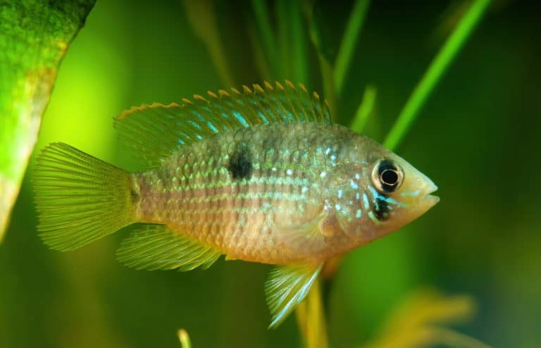 Blue Acara (Andinoacara pulcher): Ultimate Care Guide - Fish Laboratory
