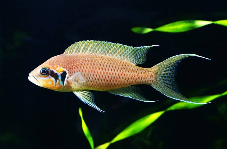 Calvus Cichlid (Altolamprologus calvus): Ultimate Care Guide - Fish ...