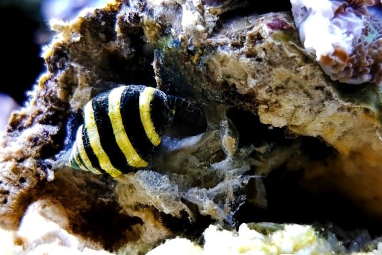 Bumblebee Snail (Engina mendicaria): Ultimate Care Guide - Fish Laboratory