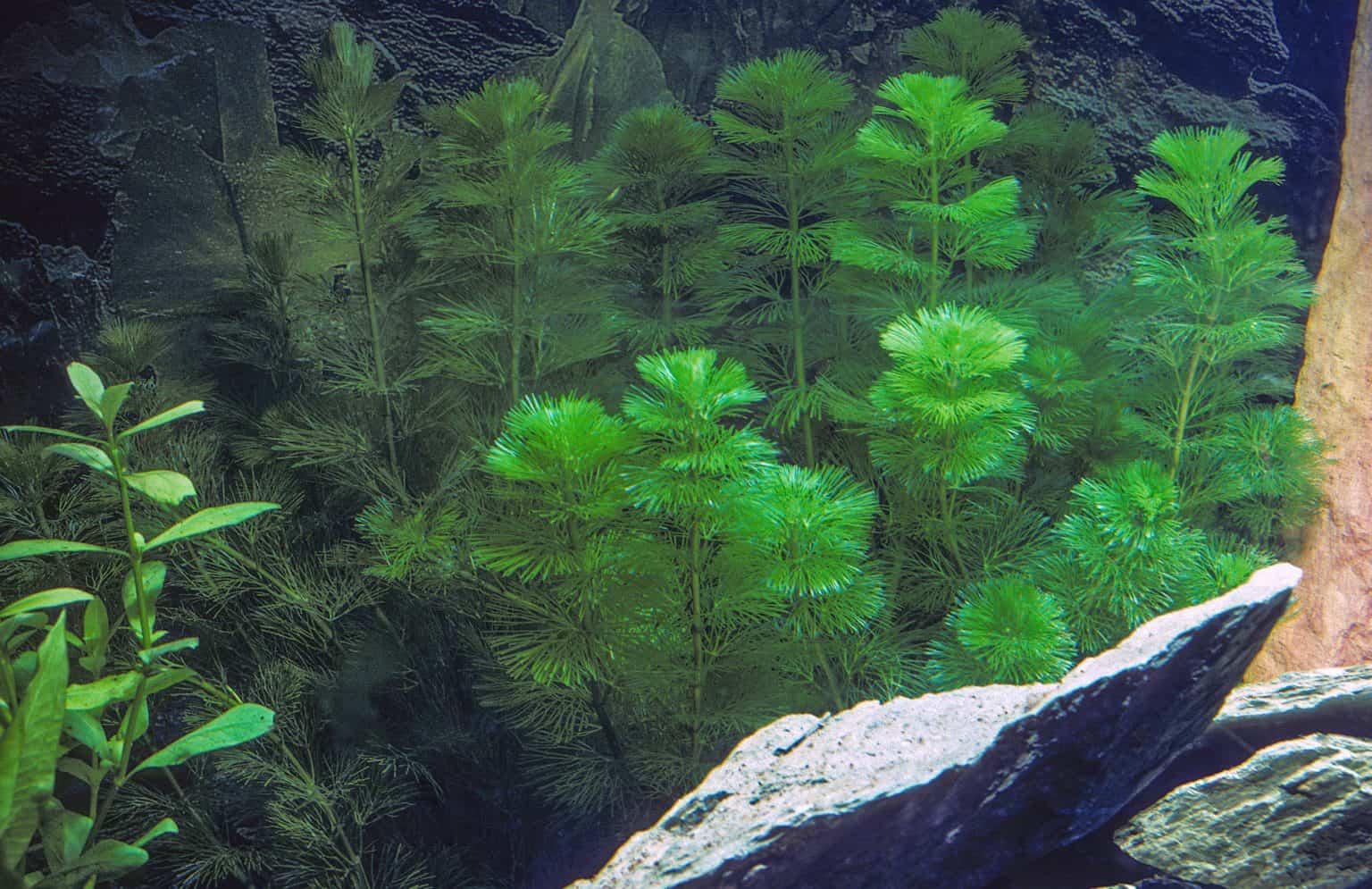 Cabomba Caroliniana: Ultimate Care Guide - Fish Laboratory