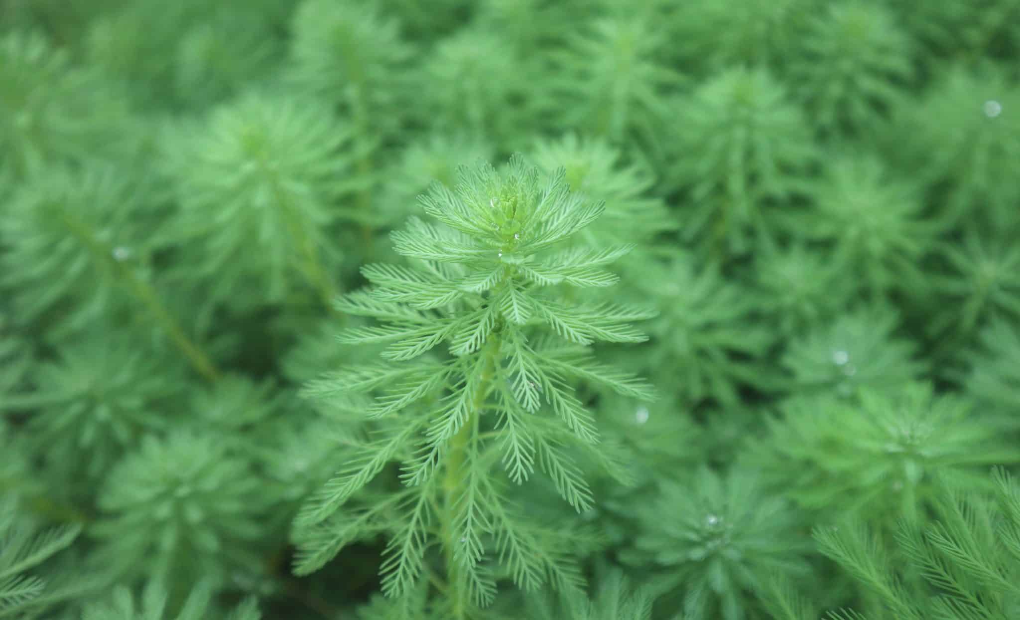 Cabomba Caroliniana: Ultimate Care Guide - Fish Laboratory