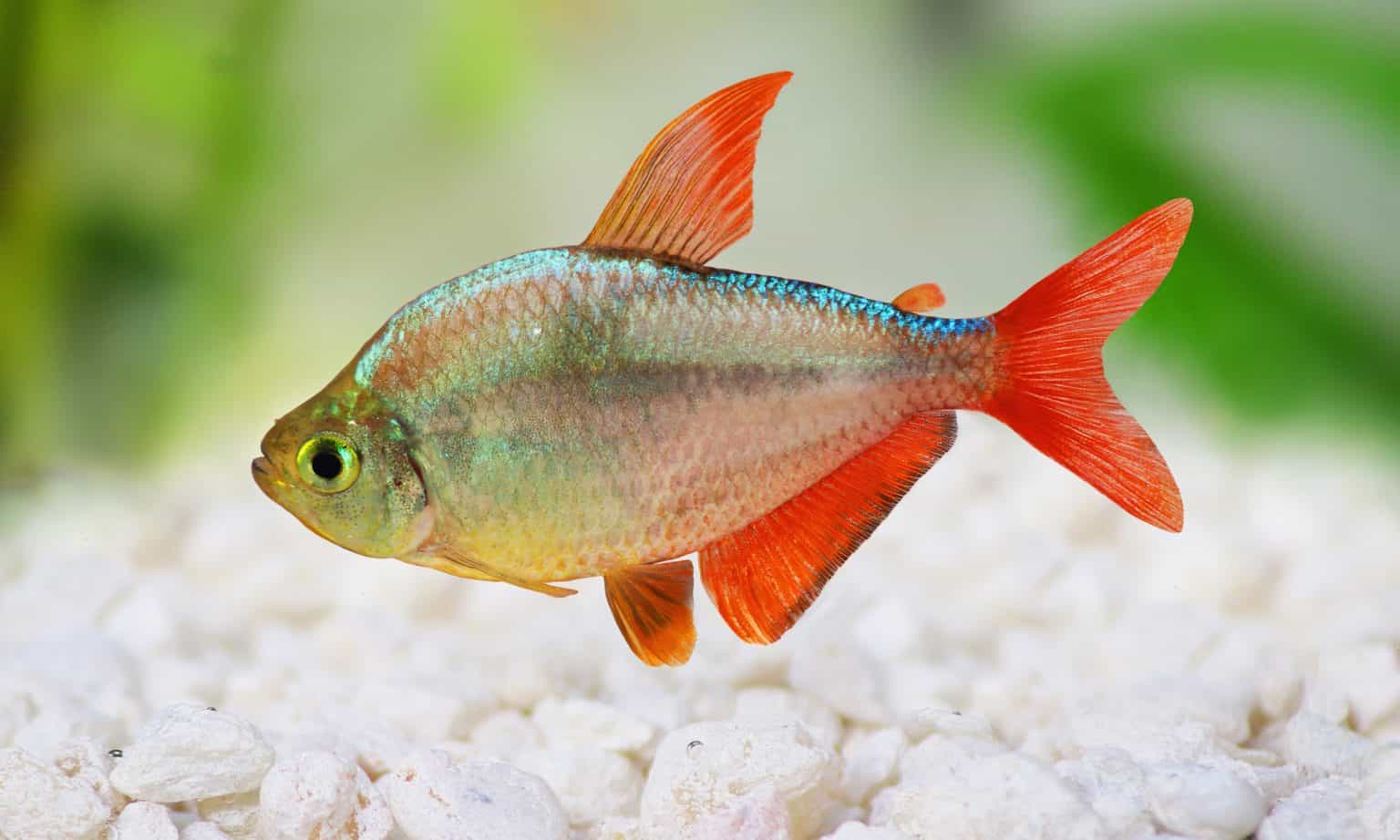 Ruby Tetra (Axelrodia Riesei): Ultimate Care Guide - Fish Laboratory