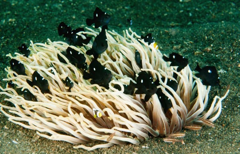 Domino Damsel (Dascyllus trimaculatus): Ultimate Care Guide - Fish ...