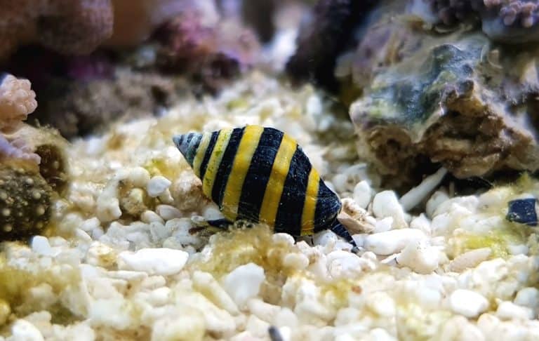 Bumblebee Snail (Engina mendicaria): Ultimate Care Guide - Fish Laboratory