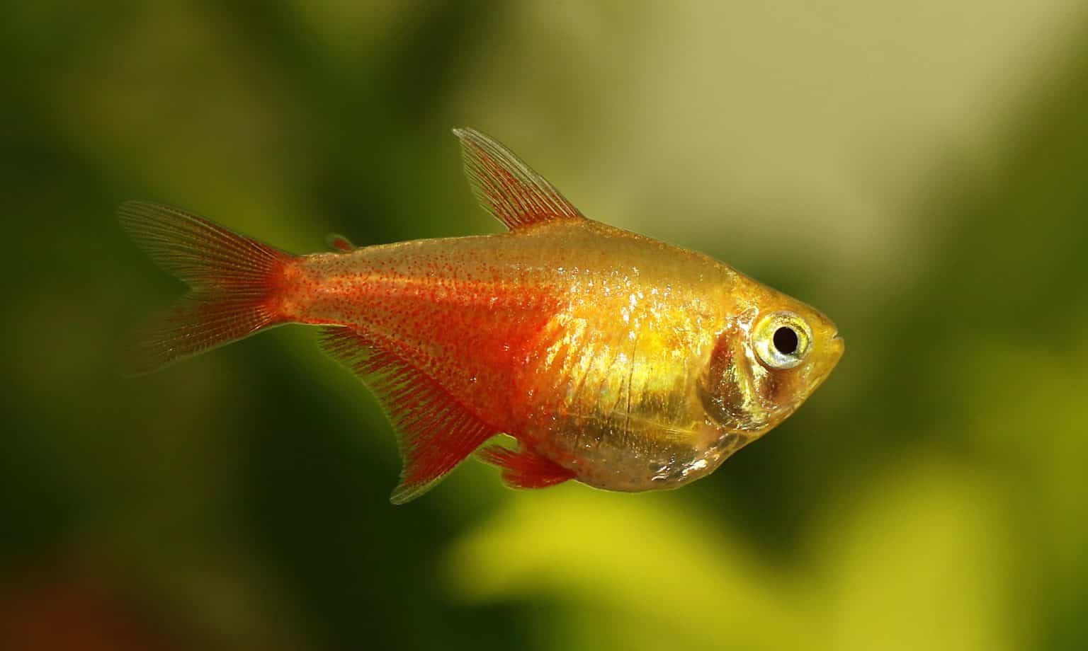 Flame Tetra (Hyphessobrycon flammeus): Ultimate Care Guide - Fish ...