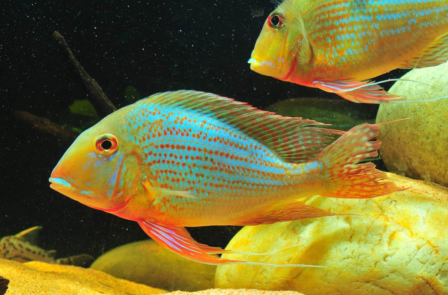 Geophagus Brasiliensis (Pearl Cichlid): Ultimate Care Guide - Fish ...