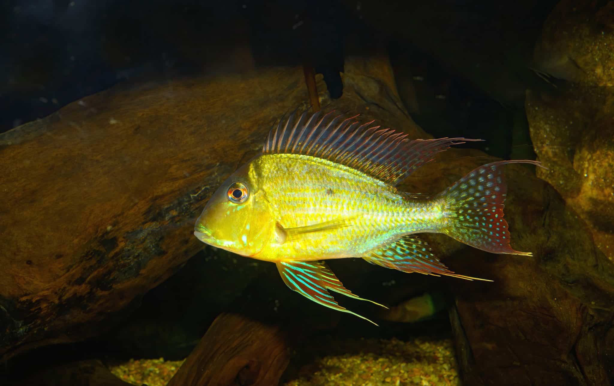 Geophagus Altifrons Care, Size, Tank Mates & Types - Fish Laboratory