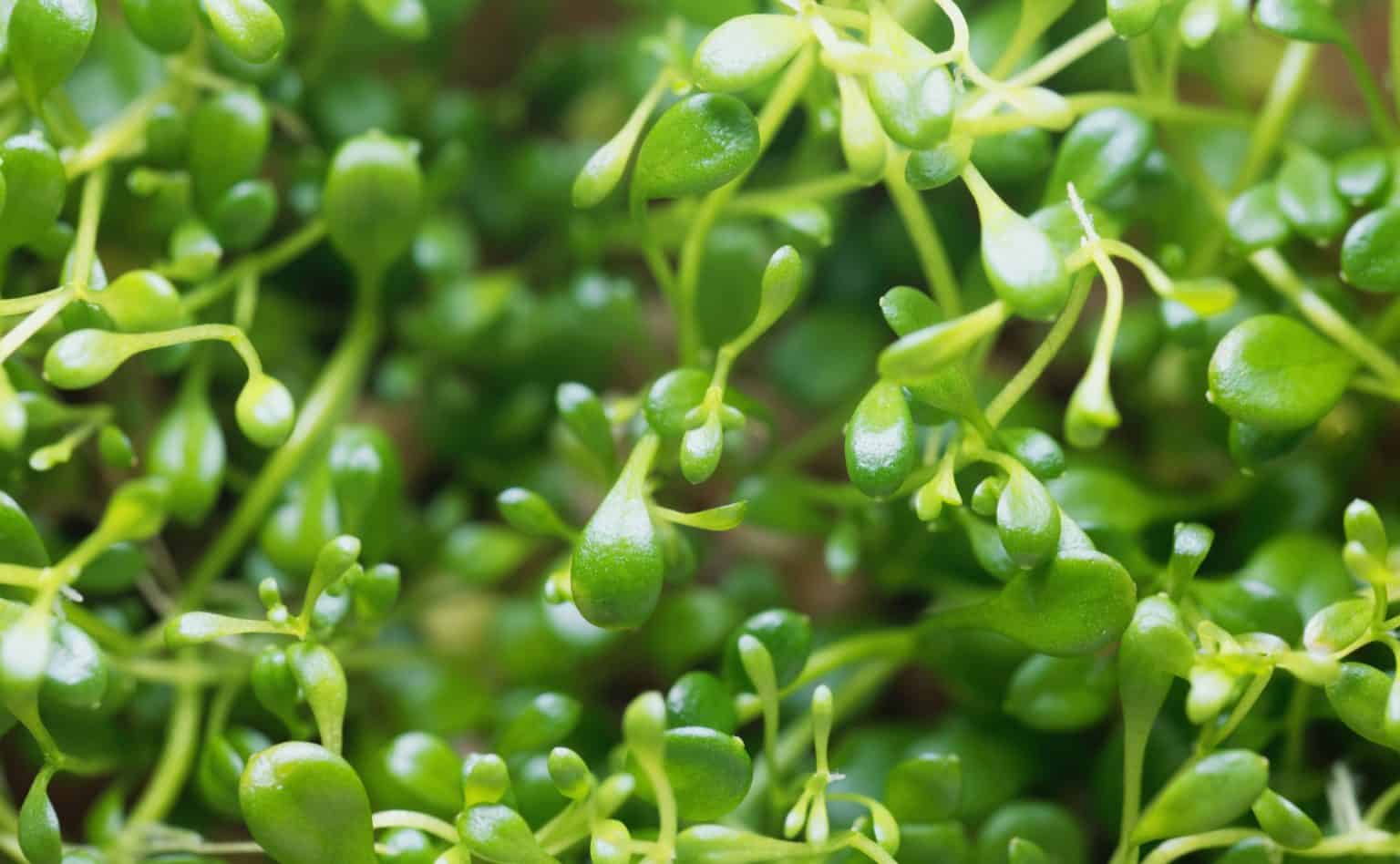 Glossostigma Elatinoides Care: Ultimate Guide - Fish Laboratory