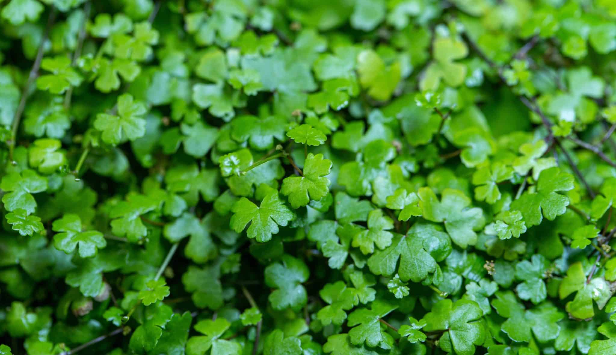 Hydrocotyle Sibthorpioides (Lawn Pennywort): Care Guide - Fish Laboratory