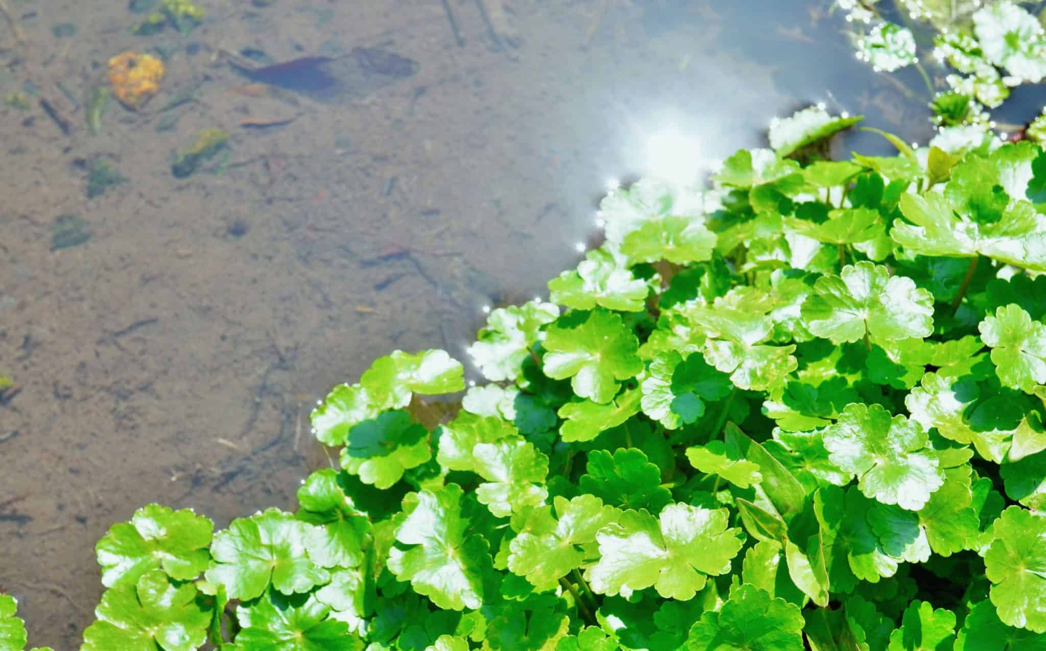 Hydrocotyle Sibthorpioides (Lawn Pennywort): Care Guide - Fish Laboratory