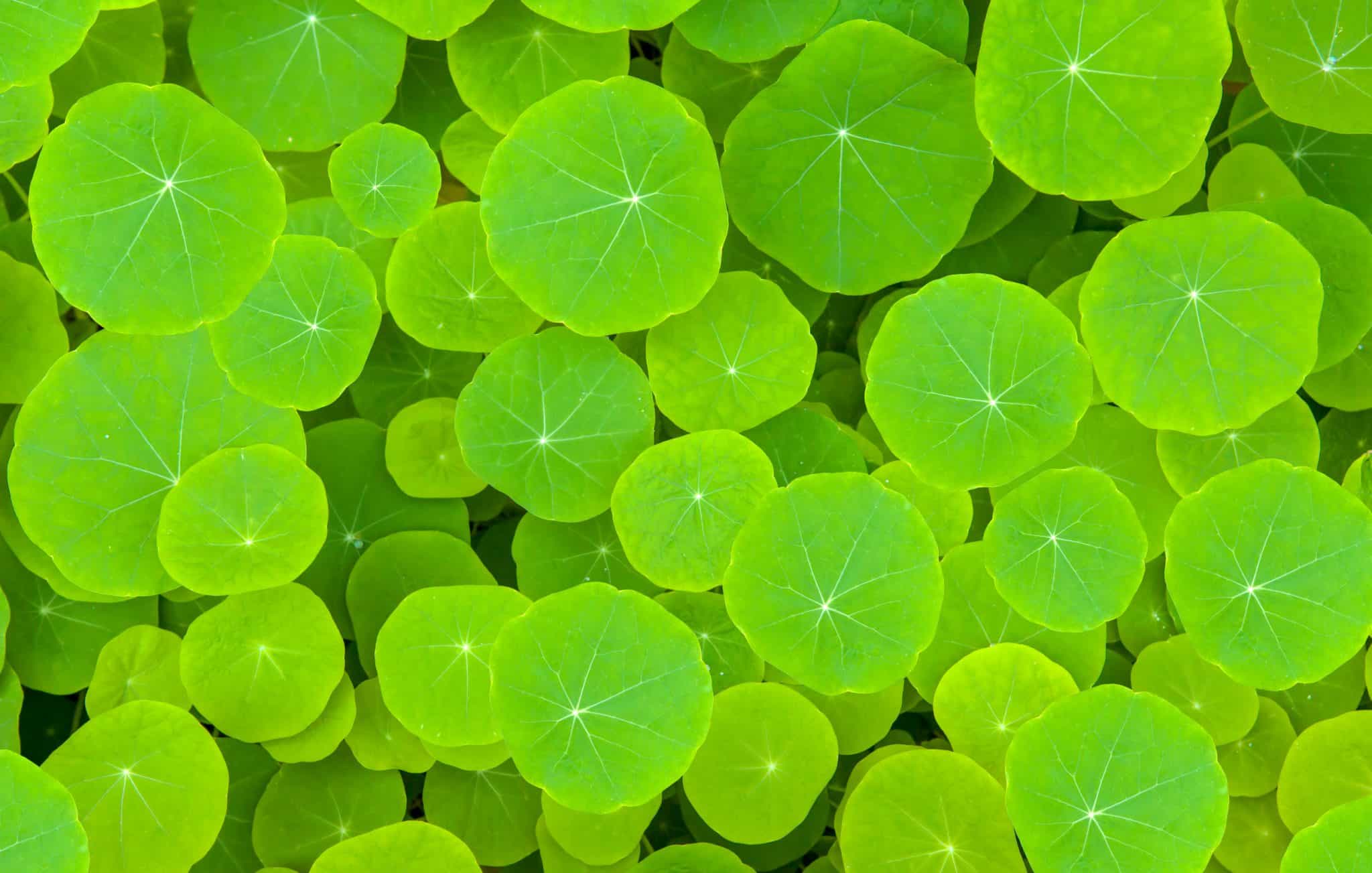 Hydrocotyle Vulgaris: Ultimate Care Guide